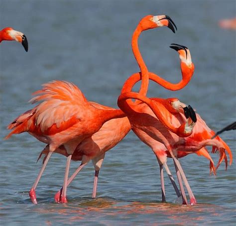 Пин от пользователя ძიძია Dzidzia на доске ბუნება ფლორა და ფაუნა Priroda Fisi