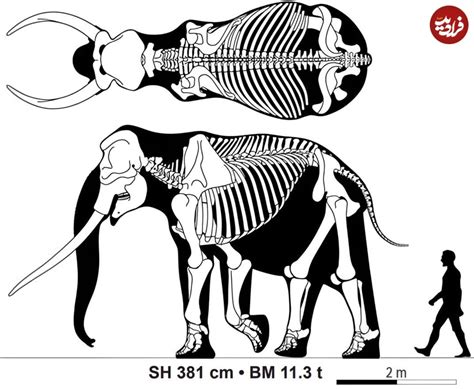 ۱۰ فیل شگفت‌انگیز ماقبل تاریخ؛ از فوسفاتریوم خرگوشی تا بیل‌دندان