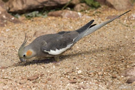 Cockatiel Photos Cockatiel Images Nature Wildlife Pictures Naturephoto