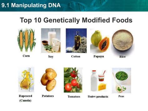 Genetically Modified Cattle Treating Ebola Ppt