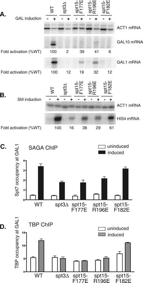 Mutations In The Tbpspt3 Contact Surface Result In Reduced Activation Download Scientific