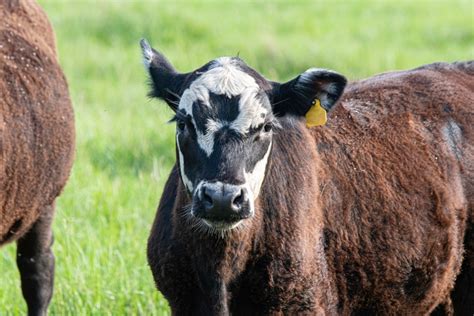 Selenium Deficiency In Cattle Causes Symptoms And Prevention
