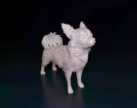 Chihuahua Long Haired 6 3d Model 3d Printable Cgtrader