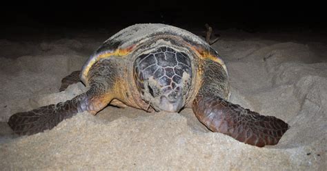 Boa Vista Turtle Watching Tour Musement