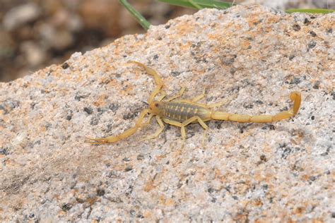 The Scariest Bugs In The Us Varment Guard Wildlife Services