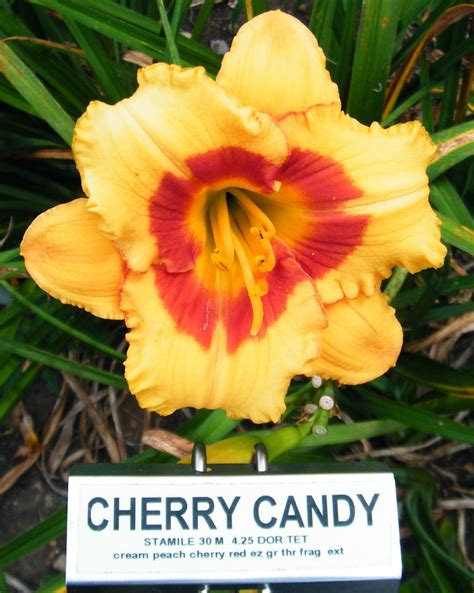 Cherry Candy Qb Daylily Gardens