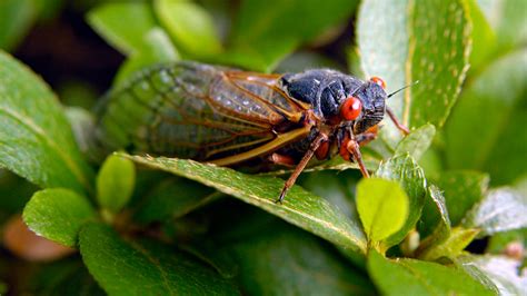 Billions Of Bugs Tennessee Southern States Prepare For Rare Dual Emergence Of Cicadas