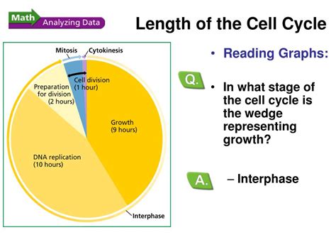 PPT CELL CYCLE AND PowerPoint Presentation Free Download ID 170743