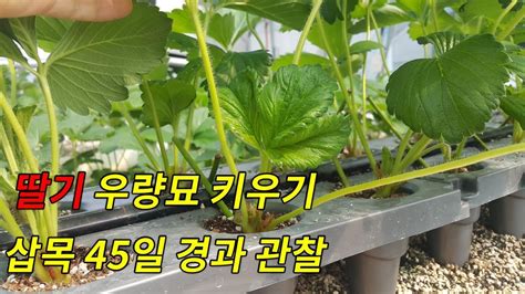 딸기 육묘 키우기 삽목 45일 경과 후 현재상황 Youtube