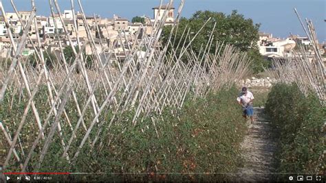 Video 10 Years Of Local Varieties Year 2012 Local Varieties