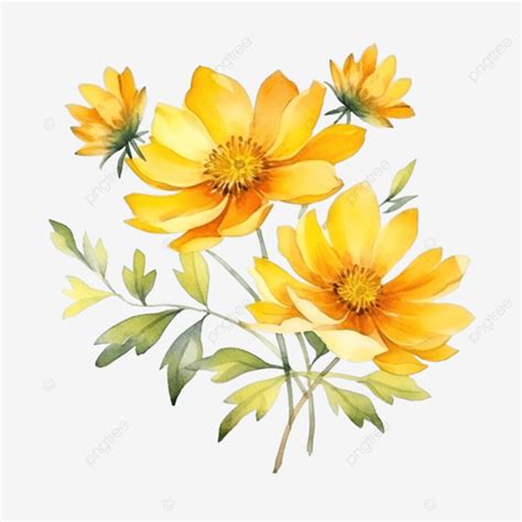 장식 요소에 대한 노란색 꽃 수채화 스타일 꽃 플로라 꽃잎 Png 일러스트 및 이미지 에 대한 무료 다운로드 Pngtree
