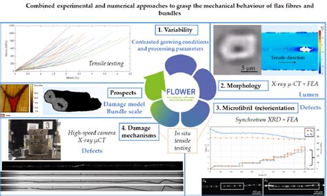 Graphical Abstract Of The Thesis µ Ct Micro Computed Tomography Download Scientific Diagram