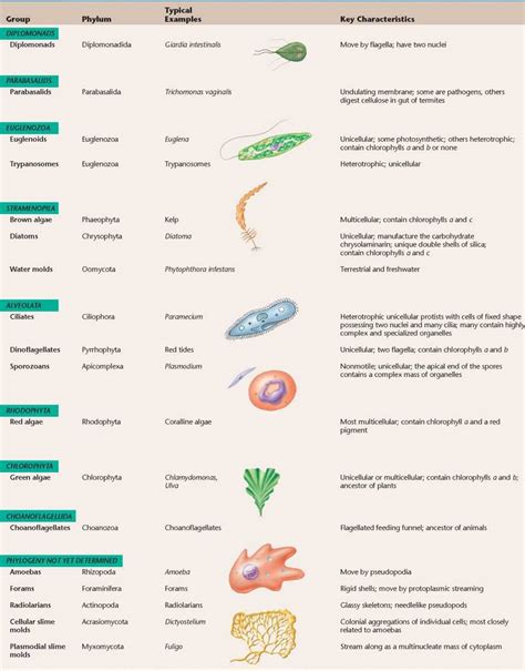 Kingdom Protista Biology4isc 55 Off Gt