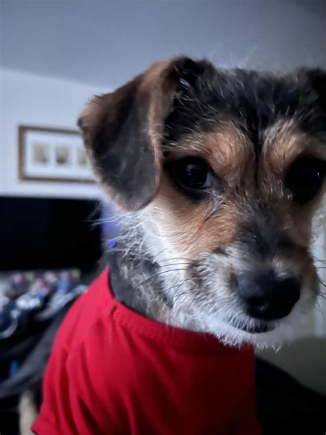 My Little Alarm Clockares Doesnt Care About Personal Space Or Sleeping In Rpuppies