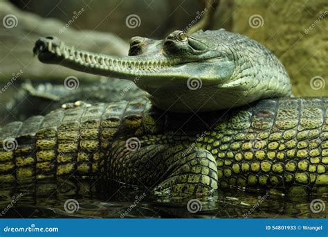 Gharial Gavialis Gangeticus Stock Image Image Of Gavialidae