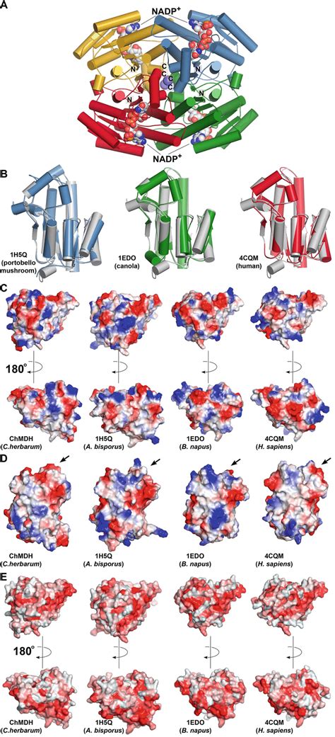 Structural Analysis Of Chmdh A The Tetrameric Structure Of Chmdh Is