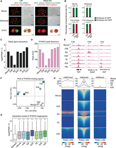 Chromatin Landscape Instructs Precise Transcription Factor Regulome