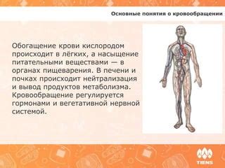 Массажер для улучшения циркуляции крови (сцэк) | PPT