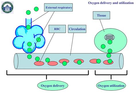 Hypoxia Han Song Dept Pathology And Pathophysiology Ppt Download