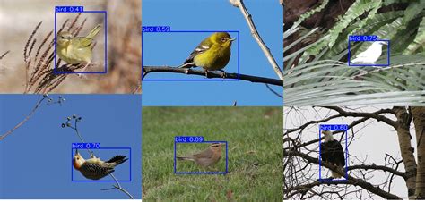 【模型训练】yolov7飞鸟检测飞鸟数据集 Csdn博客