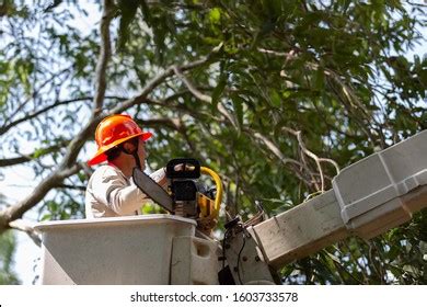 Tree Cutting Bucket Truck Royalty Free Images Stock Photos Pictures Shutterstock