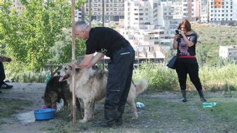 ელიზბარაშვილი ცხოველთა საზოგადოებრივი თავშესაფრის შექმნის ინიციატივით გამოდის Netgazeti