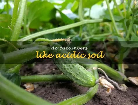 Do Cucumbers Like Acidic Soil Shuncy