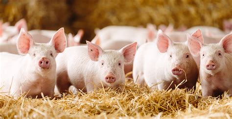 About us | Australian Pork