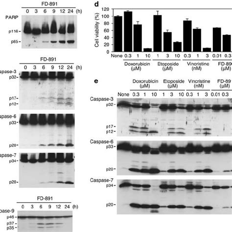 Caspase 8 Is Required For Cytochrome C Release And Caspase 9 Activation Download Scientific