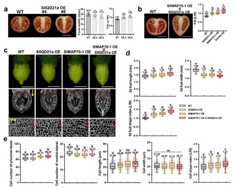 Co Expression Of Sliqd21a And Slmap70 1 Further Promote Tomato Fruit