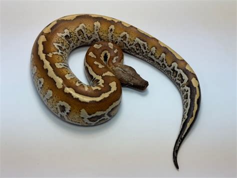 Matrix Blood Python By Philly Herpetoculture Matrix Blood Python By Philly Herpetoculture