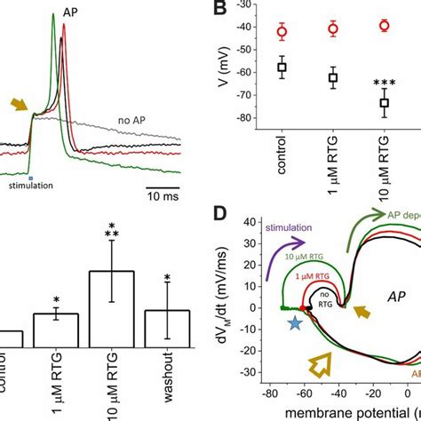 The Resting Potential But Not The Threshold Potential For Triggering