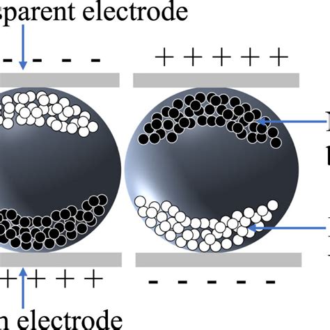 Schematic Structure Of Black White E Ink Microcapsule Display Download Scientific Diagram