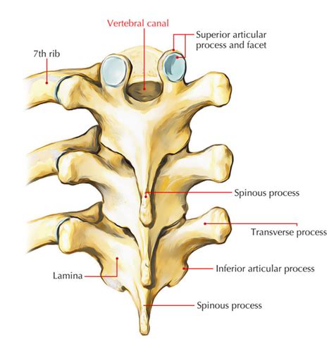 Vertebral Canalspinal Canal Earths Lab