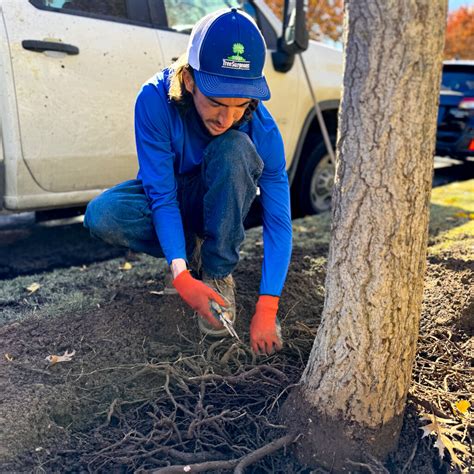 Root Pruning On Young Trees Tree Care Trimming Removal Service Dallas