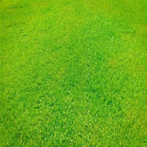 Nilgiri Lawn Grass At ₹ 15sq Ft In New Delhi Id 2855716446091