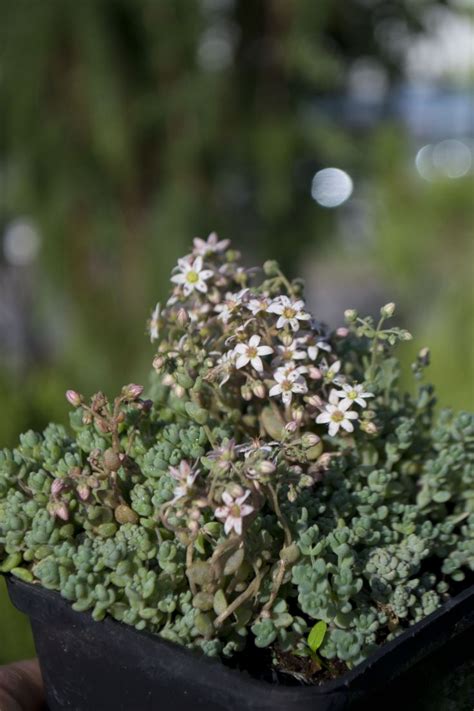 Sedum Desyphylum Sedum Plants Perennials