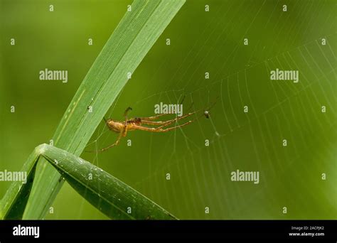 Common Hammock Weaver Linyphia Triangularis Also Known As Money Spider On Its Web Stock