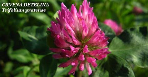 Crvena Detelina Čaj Tinktura Sirup Trifolium Pratense