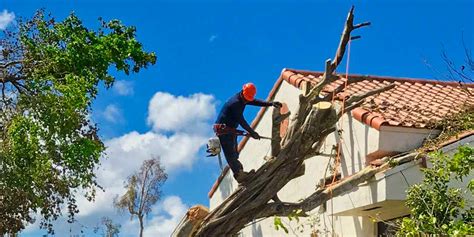 Tree Trimming Services Company Pink And Green Broward County