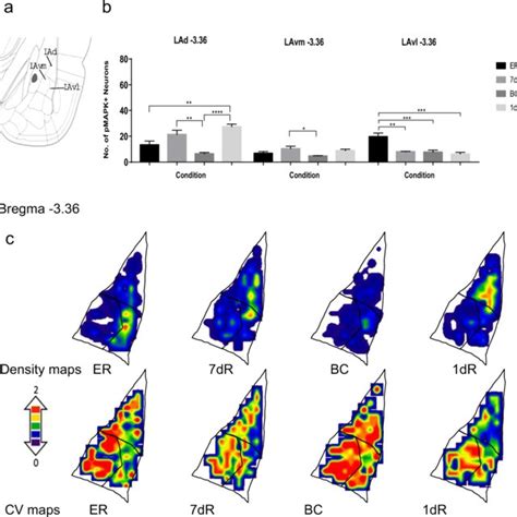 Remote Recall Of An Extinction Memory And Recent Recall Of An Auditory Download Scientific