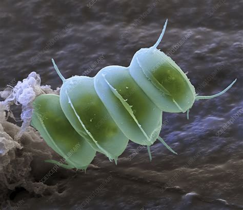 Scenedesmus Sp Algae Sem Stock Image C045 9629 Science Photo Library