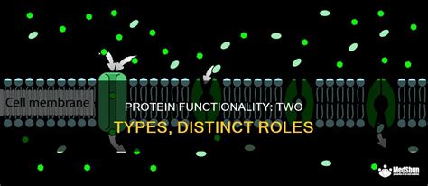 Protein Functionality Two Types Distinct Roles Medshun