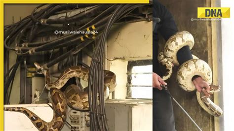 Massive Python Spotted Crawling On Tangled Wires At Substation Viral Video Shows Its Daring Rescue