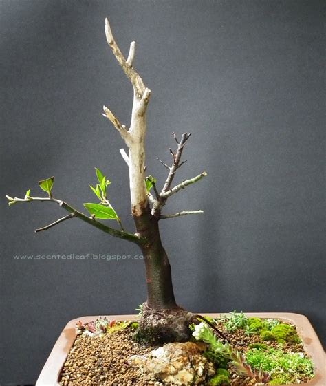 Bay Leaf Tree Bonsai At Kaitlyn Joseland Blog