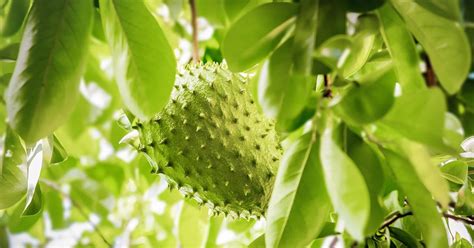 Growing The Medicinal Soursop Tree Treat Yourself To Tropical Sweetness
