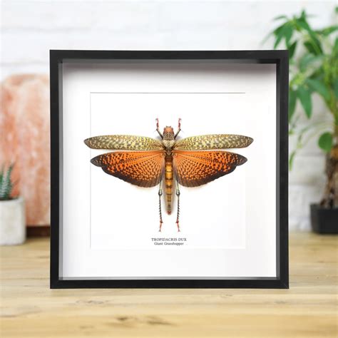 Giant Orange Grasshopper Box Frame Entomology Taxidermy Insects Bug