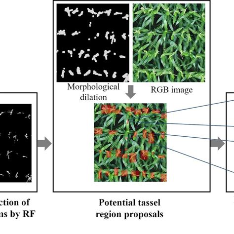 challenges of maize tassels detection in field a complex background