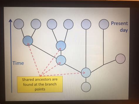 Cie Igcse Biology Topic 1 Revision Characteristics And Classification Of Living Organisms