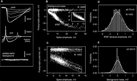 Transmission At An Inhibitory Synapse Between Two L Neurons A